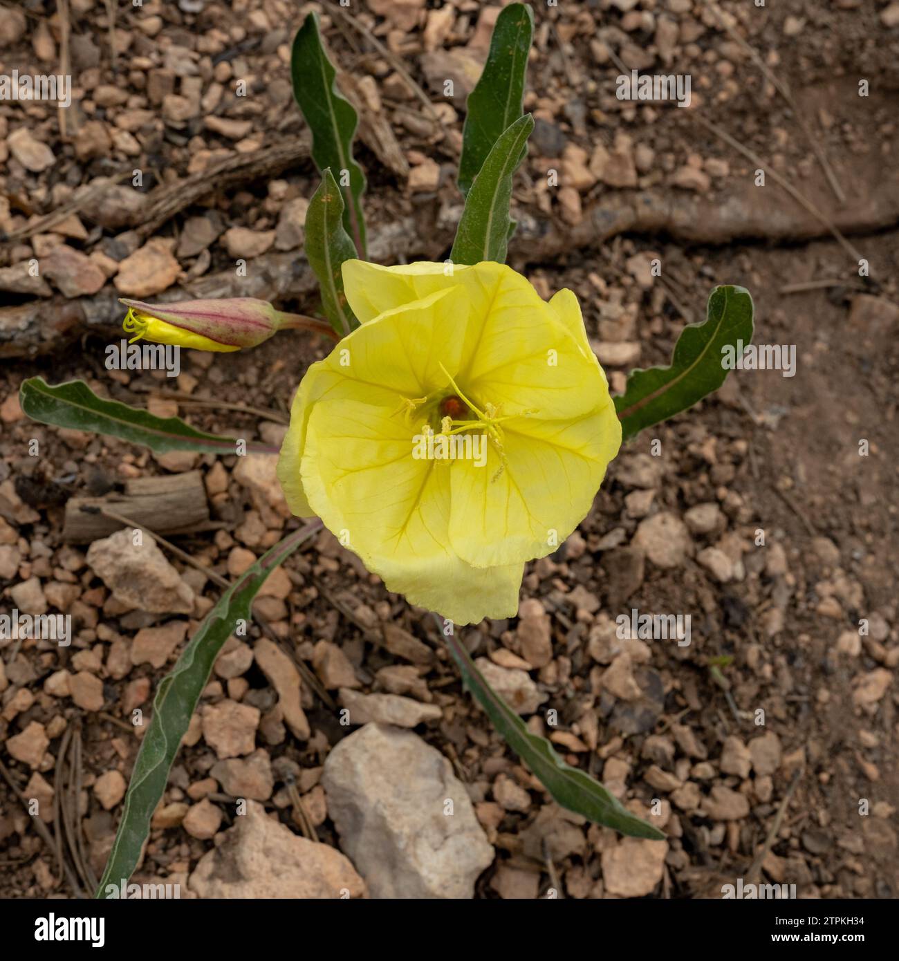 Sundrop flower hi-res stock photography and images - Alamy