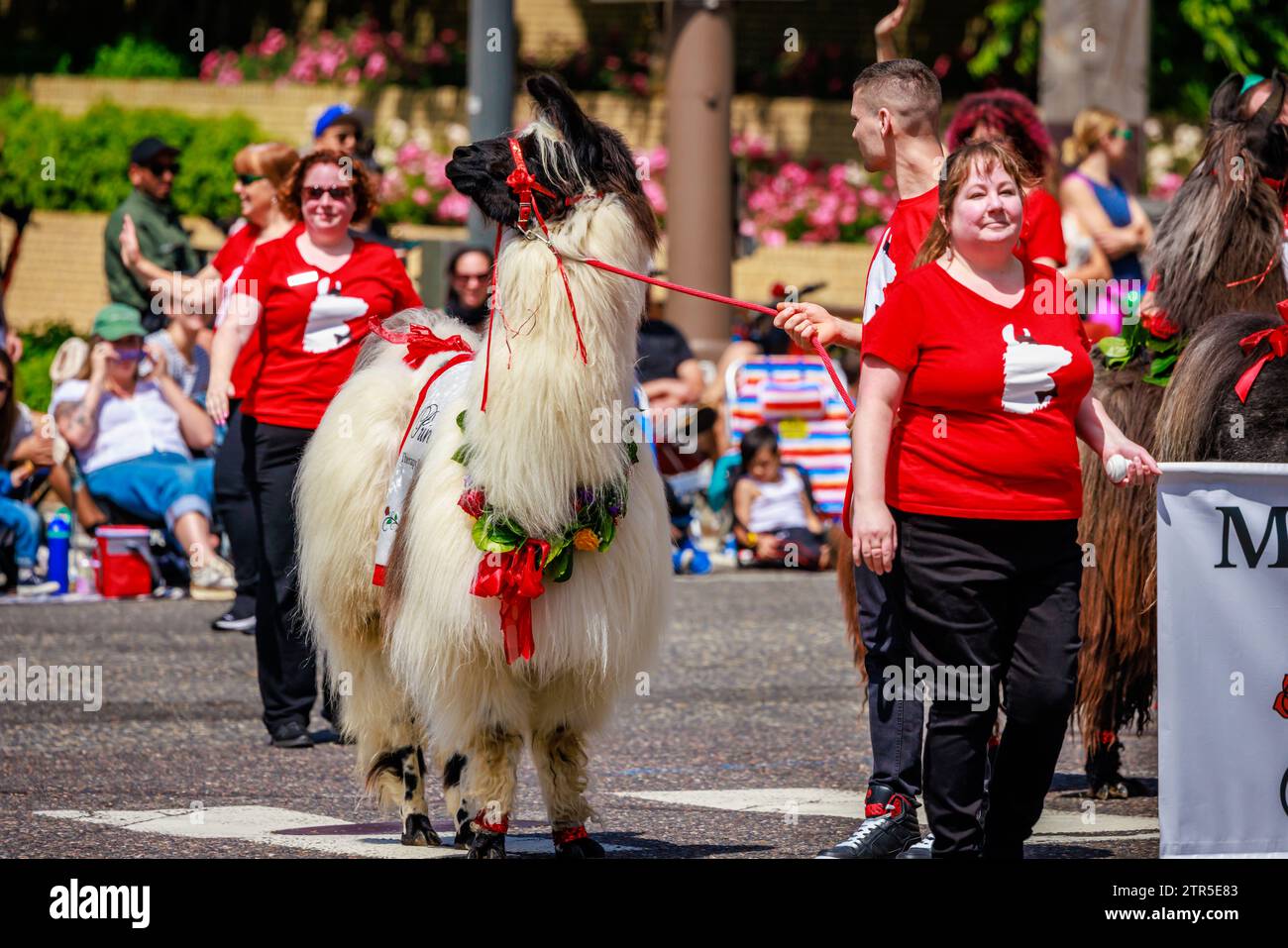 Portland, Oregon, USA - June 10, 2023: The Llamas of Southwest ...