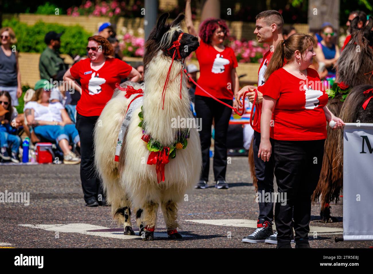 Portland, Oregon, USA - June 10, 2023: The Llamas of Southwest ...