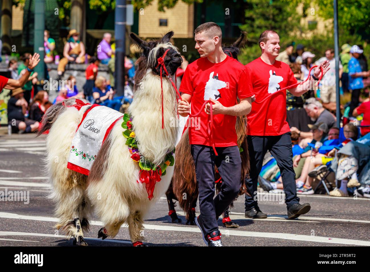 Portland, Oregon, USA - June 10, 2023: The Llamas of Southwest ...