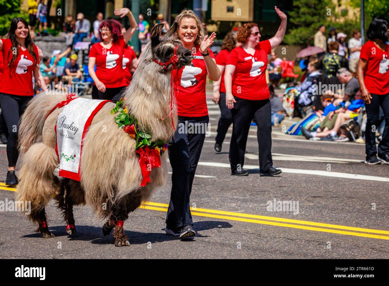 Portland, Oregon, USA - June 10, 2023: The Llamas of Southwest ...