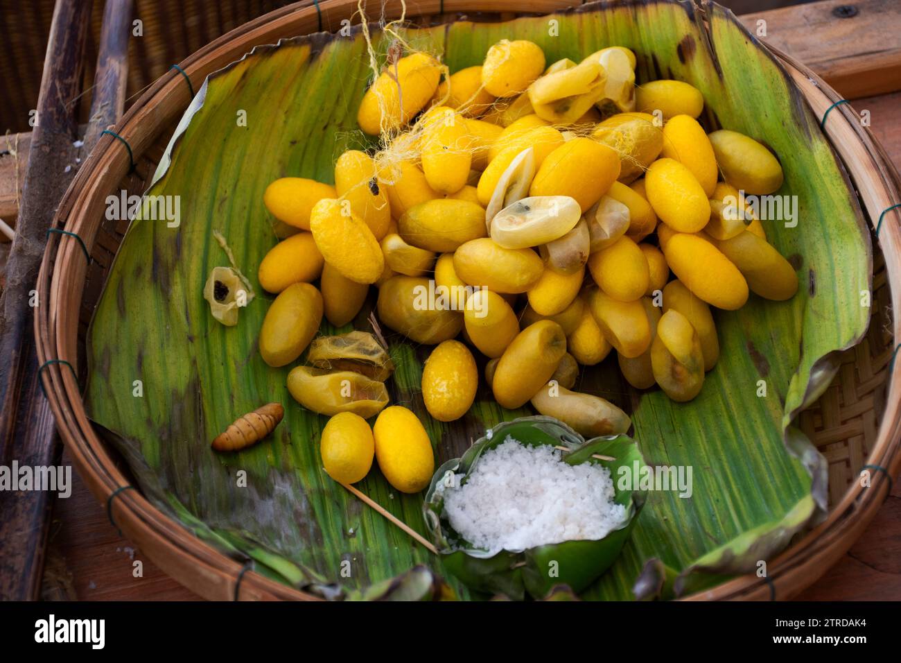 Cocoon of Bombyx mori or chrysalis silkworm for thai agriculturist boil ...