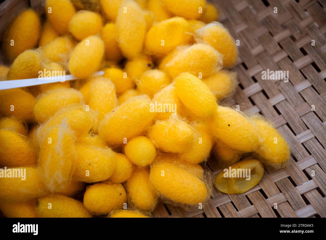 Cocoon of Bombyx mori or chrysalis silkworm for thai agriculturist boil ...