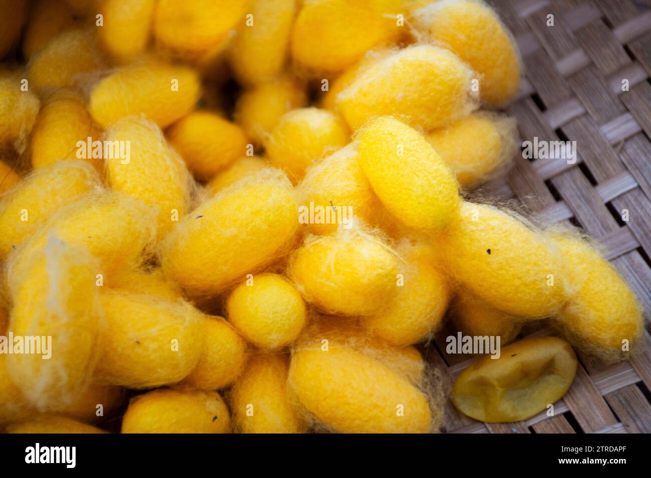 Reeling silk of cocoon hi-res stock photography and images - Alamy