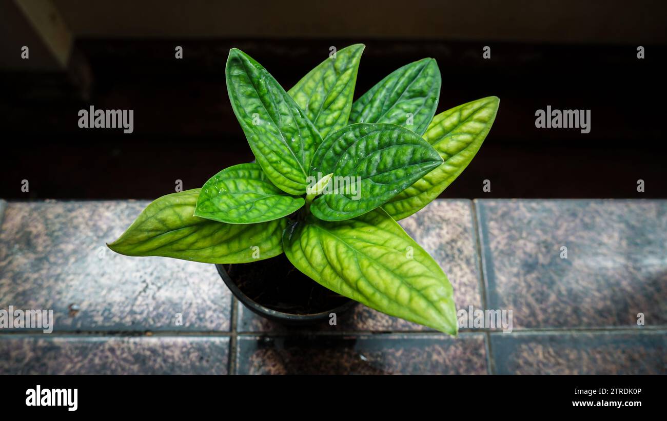 Monstera Karsteniana Leaves Green Foliage Houseplant. green leaves ...