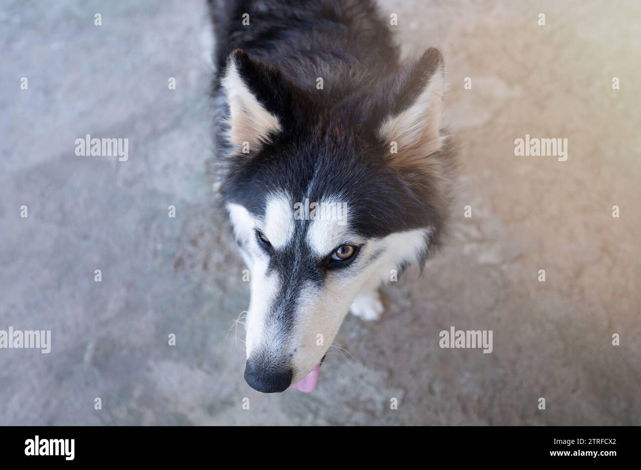 Head of husky dog looking up above top view Stock Photo - Alamy
