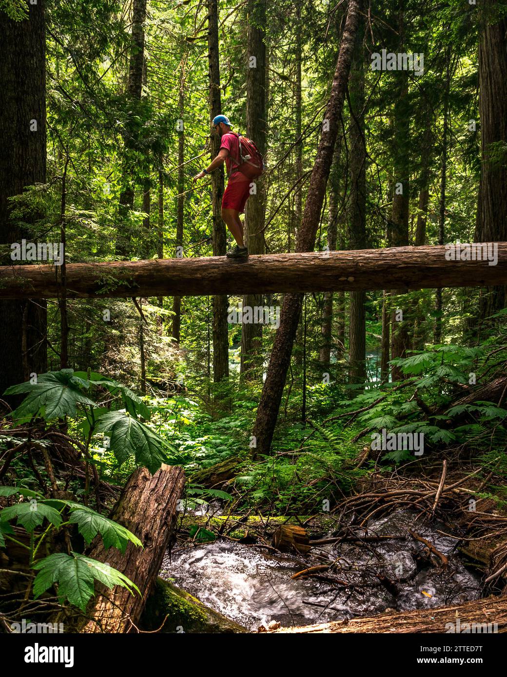 A hiker carefully crosses a natural log bridge over a forest stream on ...
