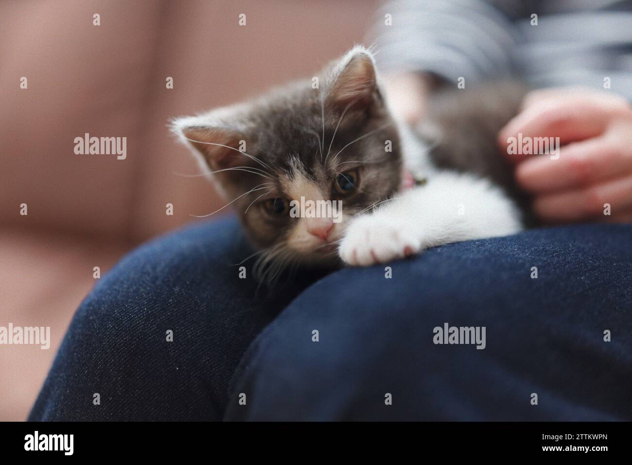 Kitten and Owner Stock Photo - Alamy