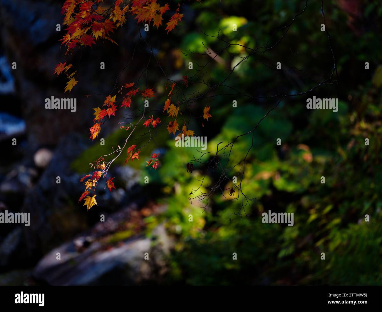 Japanese Fall Foliage Stock Photo - Alamy