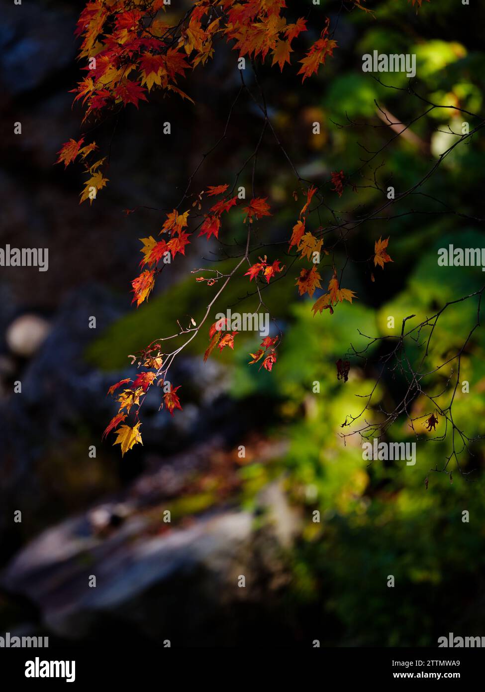 Japanese Fall Foliage Stock Photo - Alamy