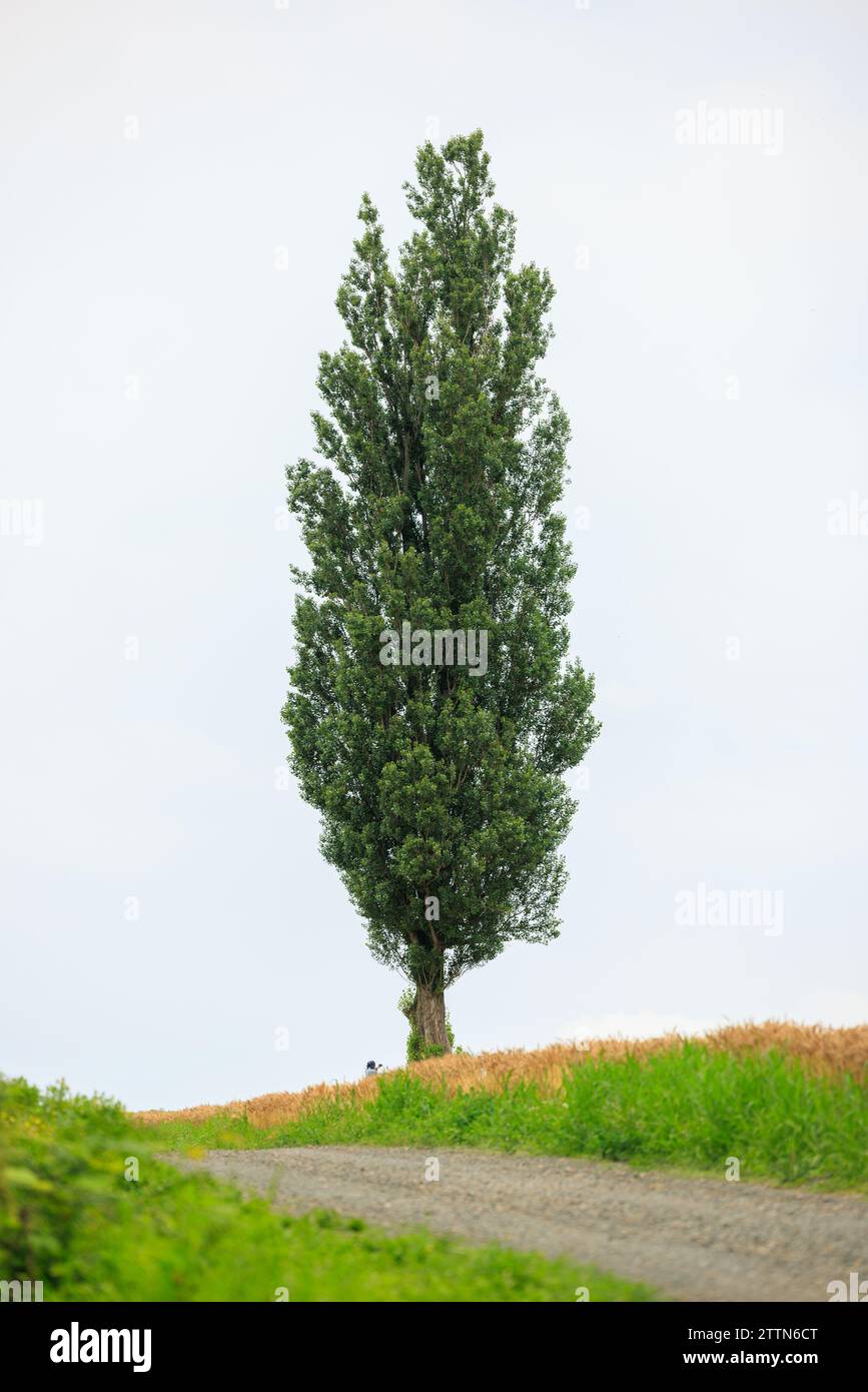 Lombardy poplar tree hi-res stock photography and images - Alamy