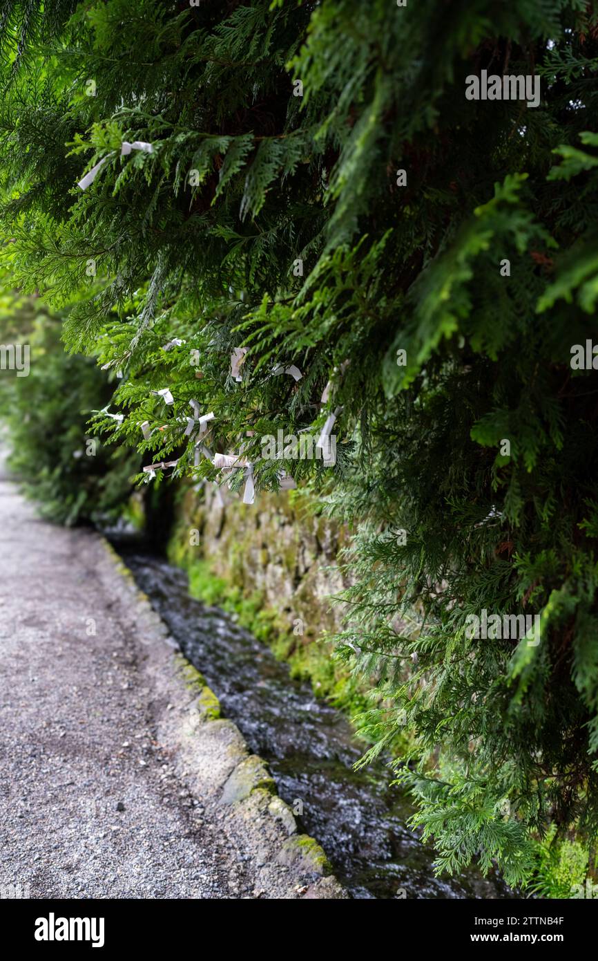 Japanese prayer tree hi-res stock photography and images - Alamy