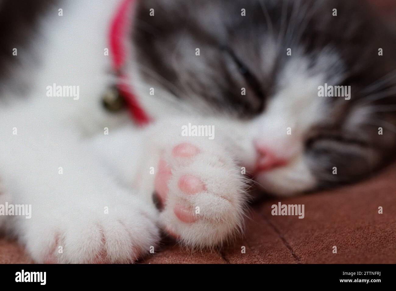 Pad cat hi-res stock photography and images - Alamy