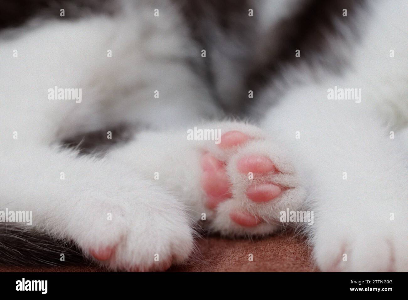 Paw Pad of Cat Stock Photo - Alamy