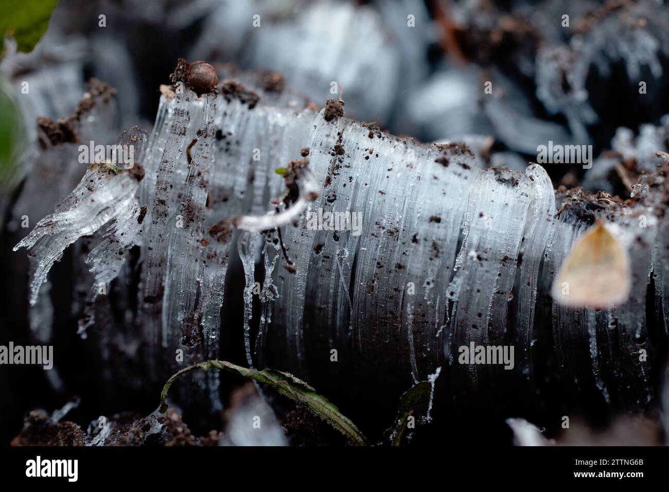 Iice needles hi-res stock photography and images - Alamy