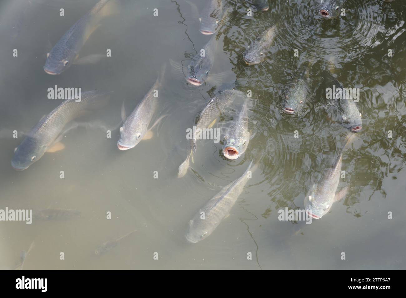 Close up of a school of hungry tilapia on the surface of the water ...