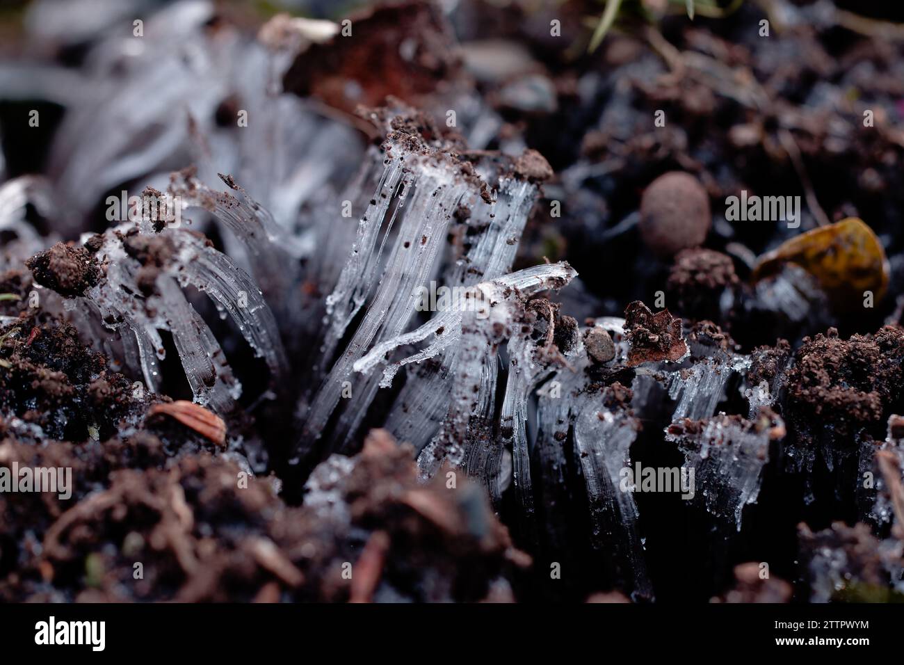 Needle ice hi-res stock photography and images - Alamy
