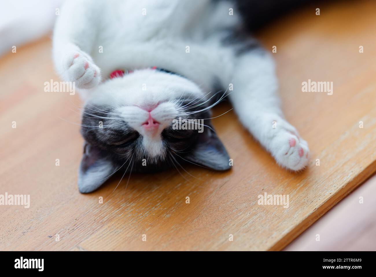 Cat Sleeping on Back Stock Photo - Alamy