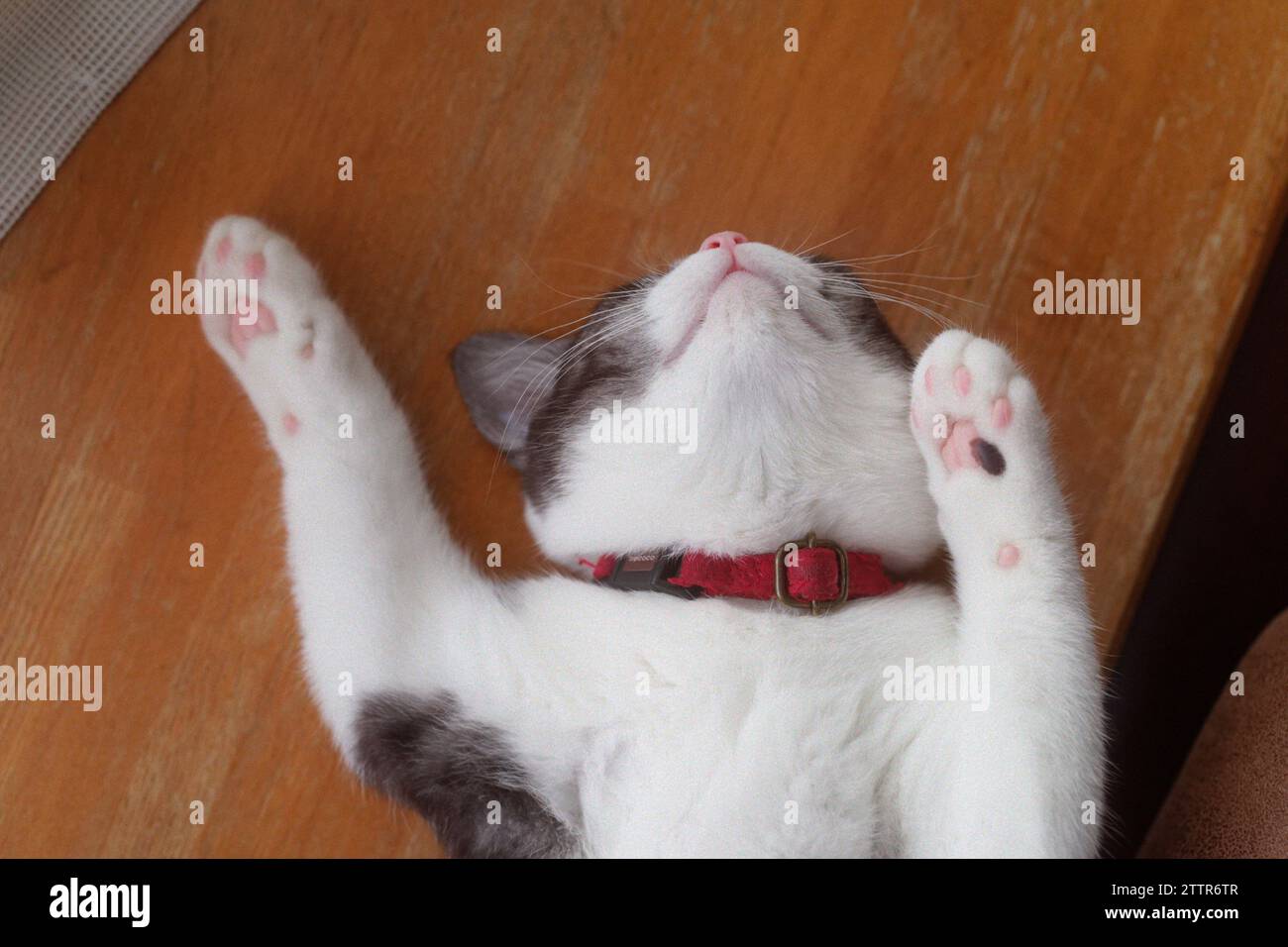 Cat Sleeping on Back Stock Photo - Alamy