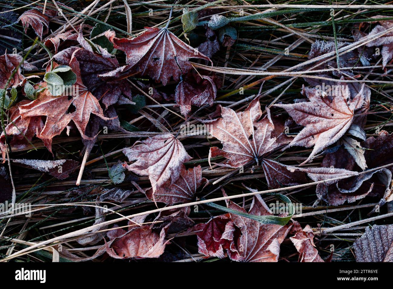 The frozen dead hi-res stock photography and images - Alamy
