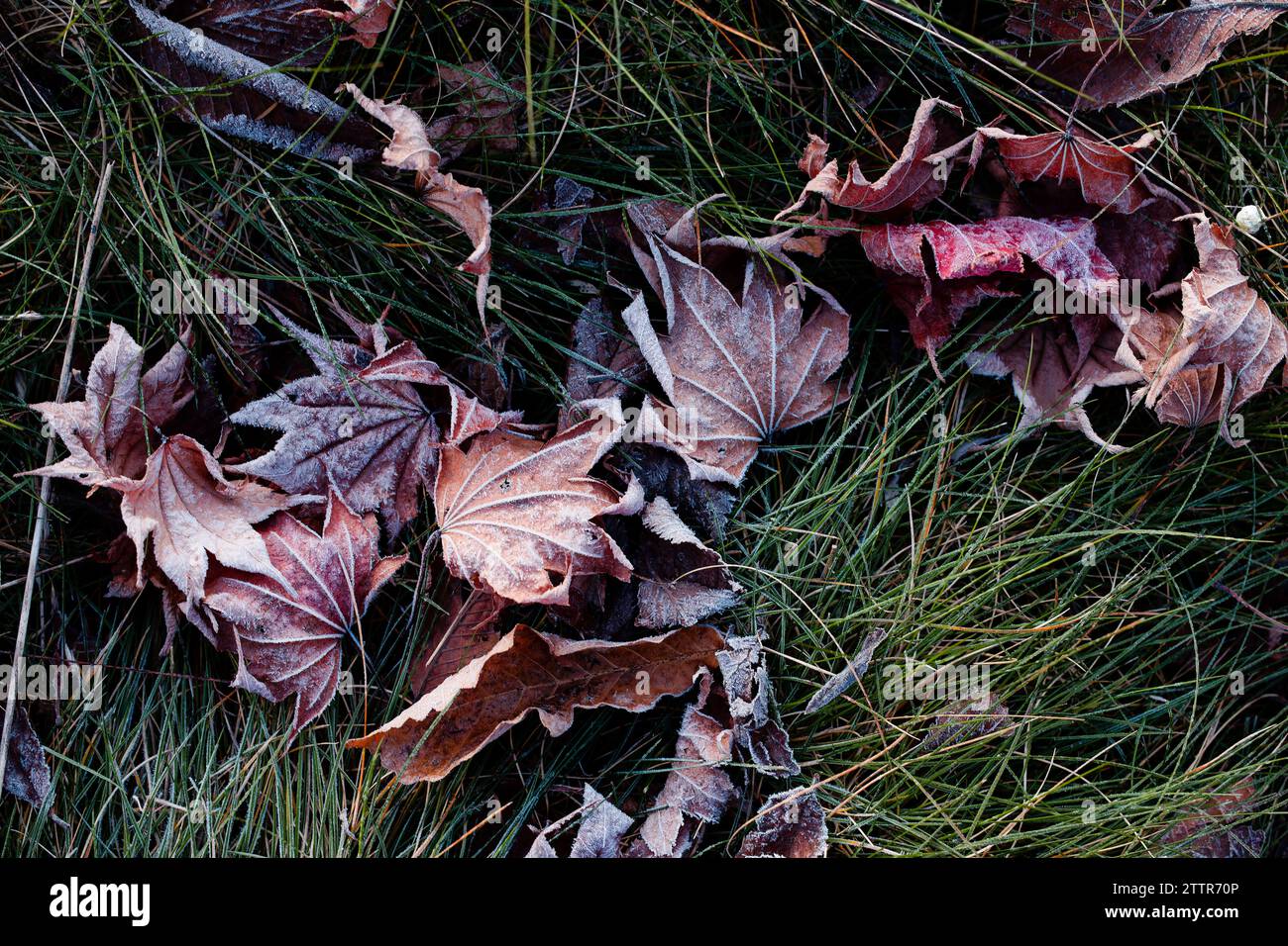 The frozen dead hi-res stock photography and images - Alamy