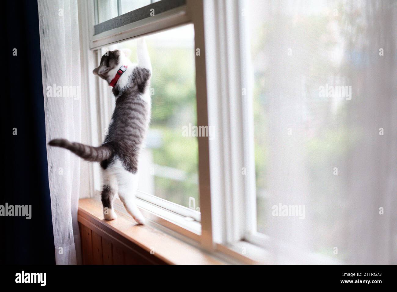Cat Playing with Window Screen Stock Photo - Alamy