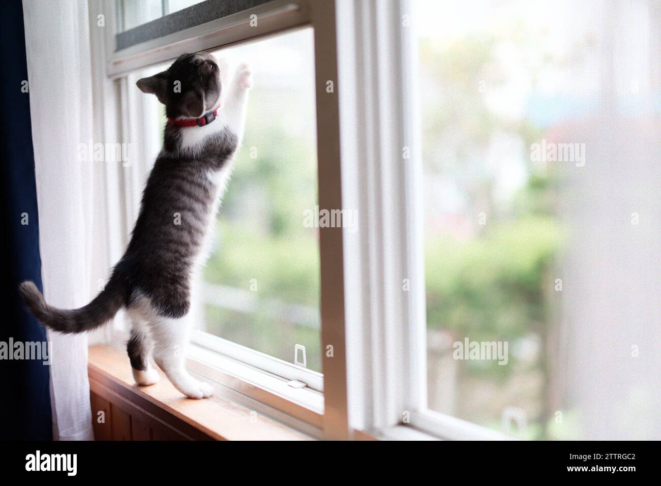 Cat Playing with Window Screen Stock Photo - Alamy