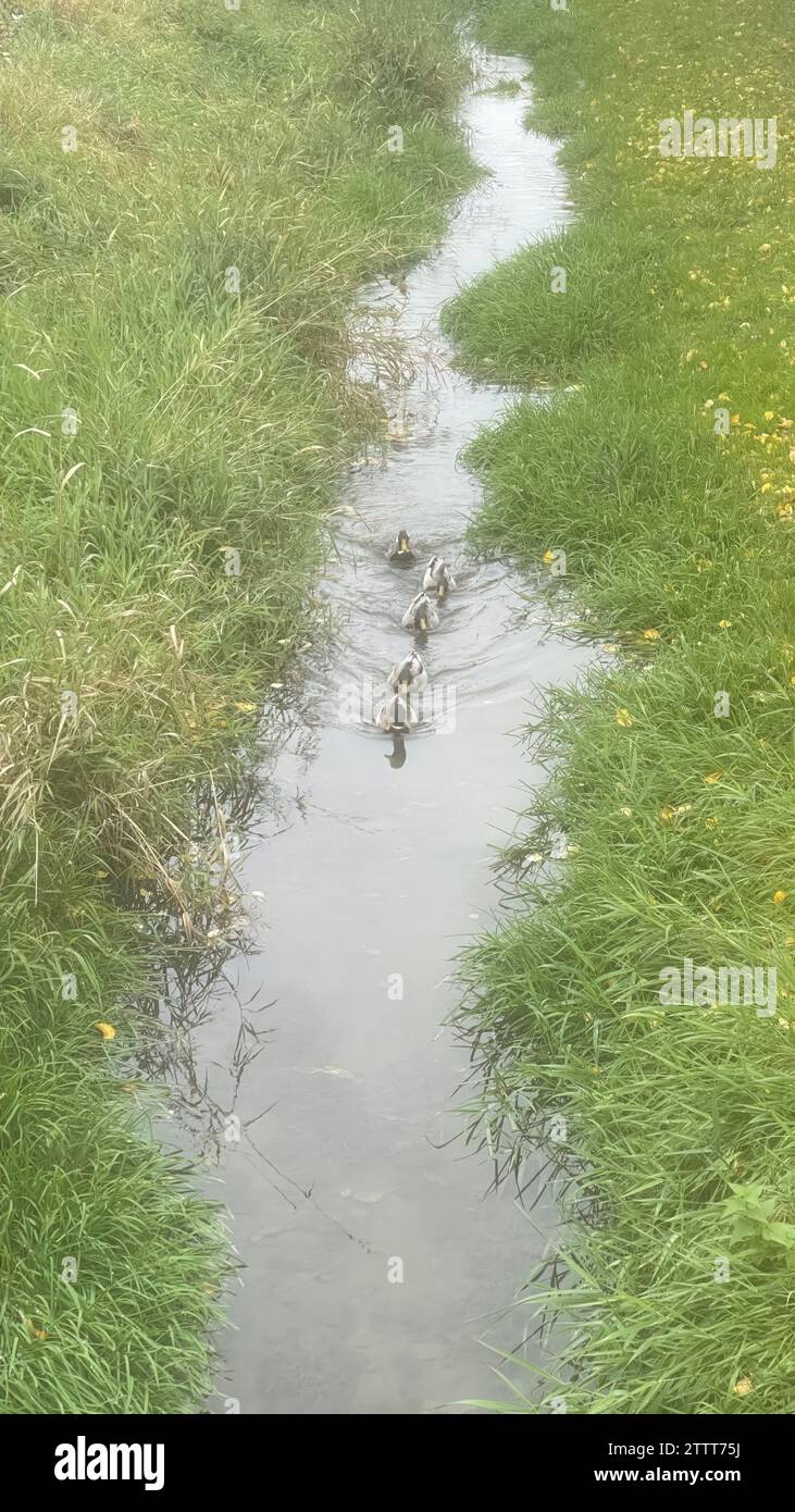 A family of ducks is swimming in a Stream Stock Photo - Alamy