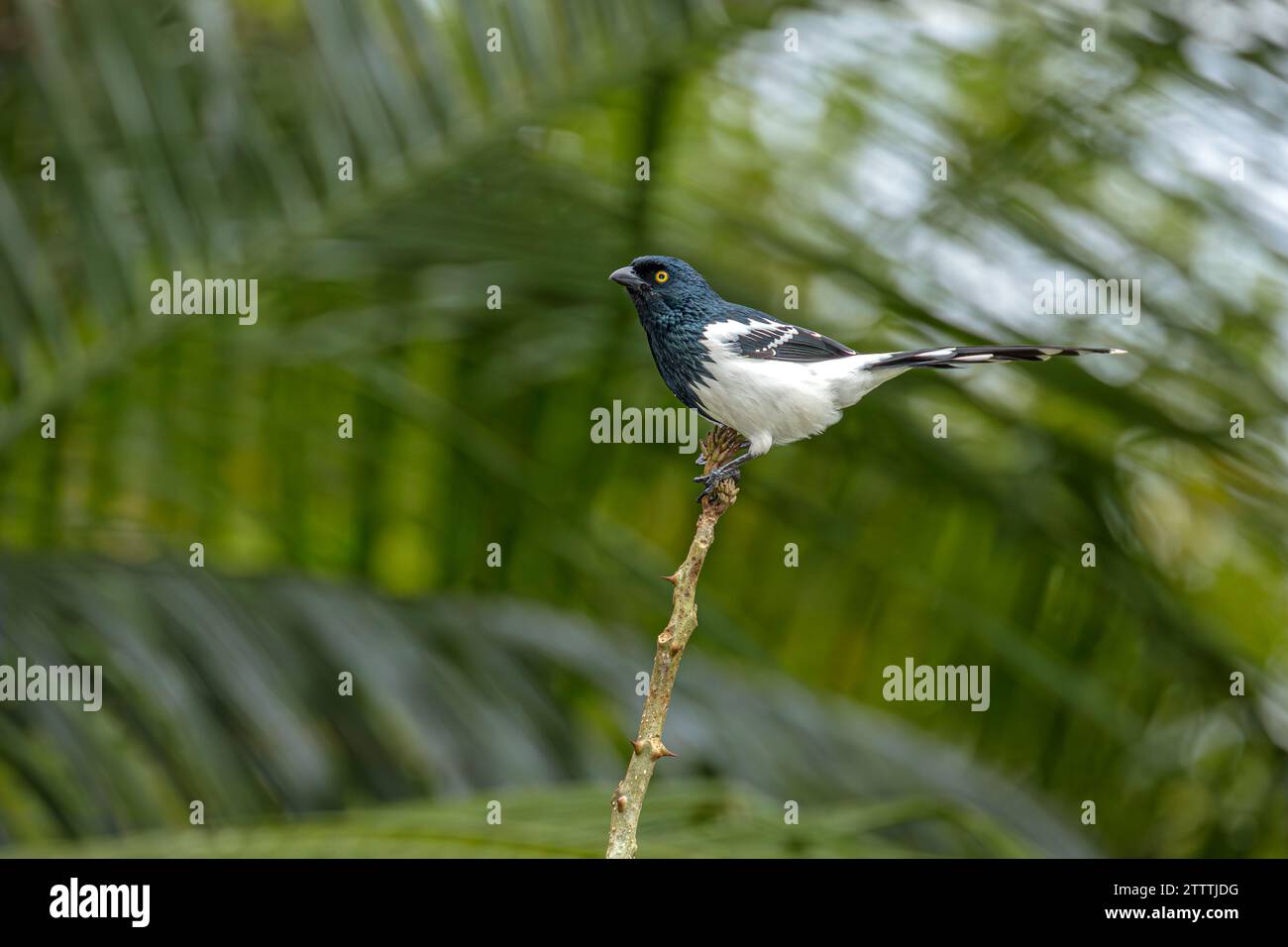 A Magpie Tanager (Cissopis leveriana) perches on a branch in the ...