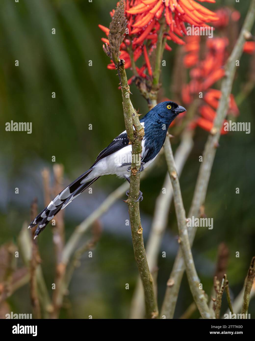 A Magpie Tanager (Cissopis leveriana) perches on a branch in the ...