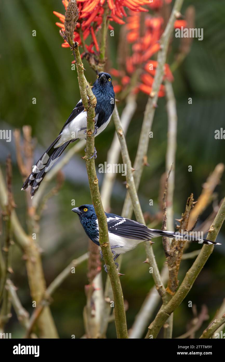 Two Magpie Tanagers (Cissopis leveriana) perched on branches in the ...