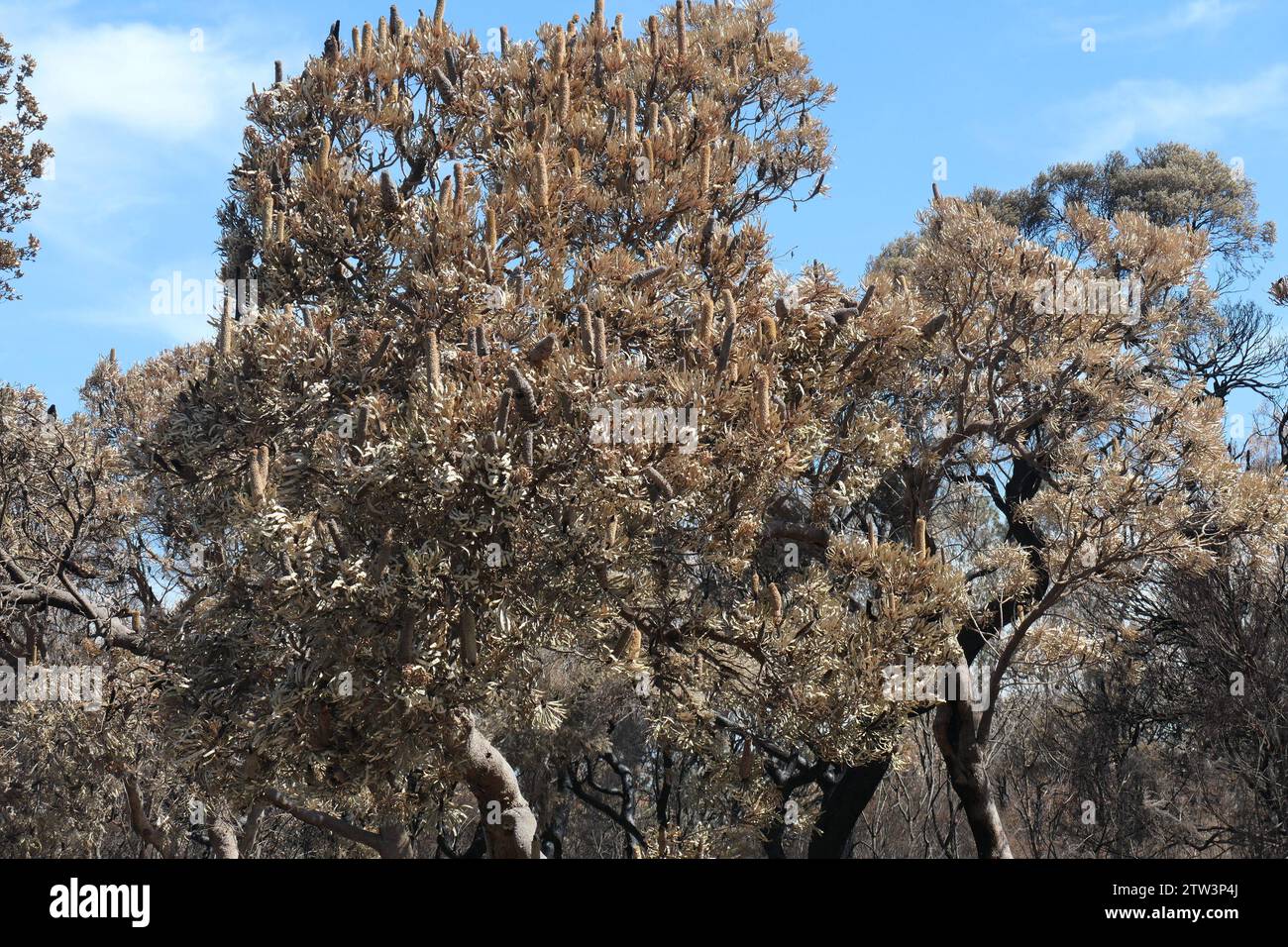 Closeup of the branches, leaves and flowers of a banksia tree scorched ...