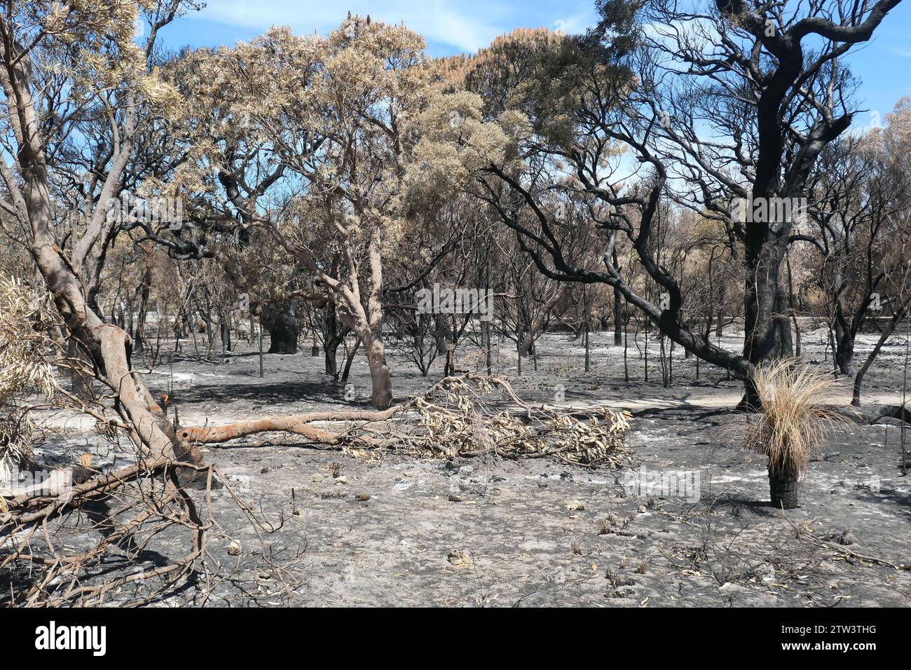 Aftermath of a bushfire in Western Australia with charcoaled trees and ...
