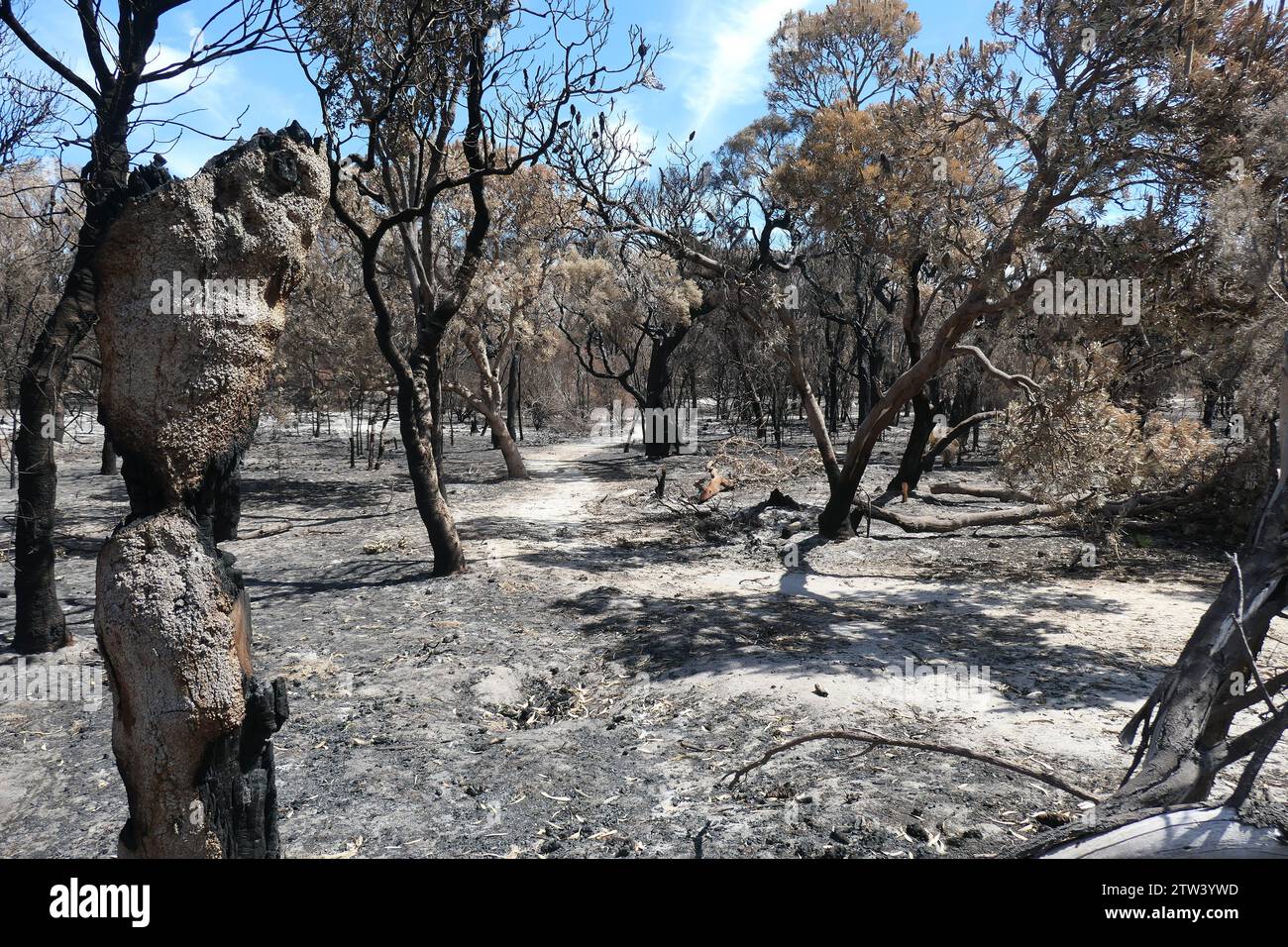 Aftermath of a bushfire in Western Australia with charcoaled trees and ...