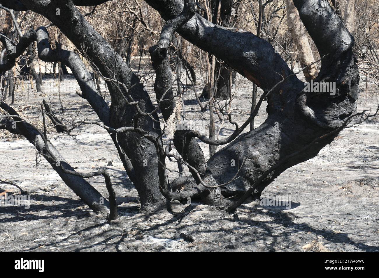 Aftermath of a bushfire in Western Australia with charcoaled trees and ...