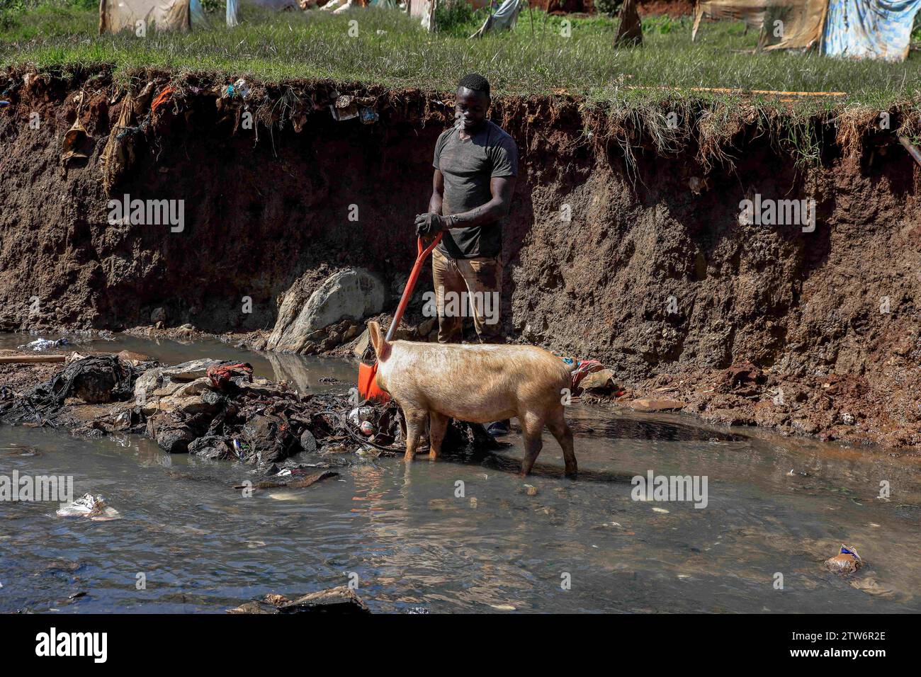 Nairobi, Kenya. 18th Dec, 2023. A pig is possed next to a man cleaning ...