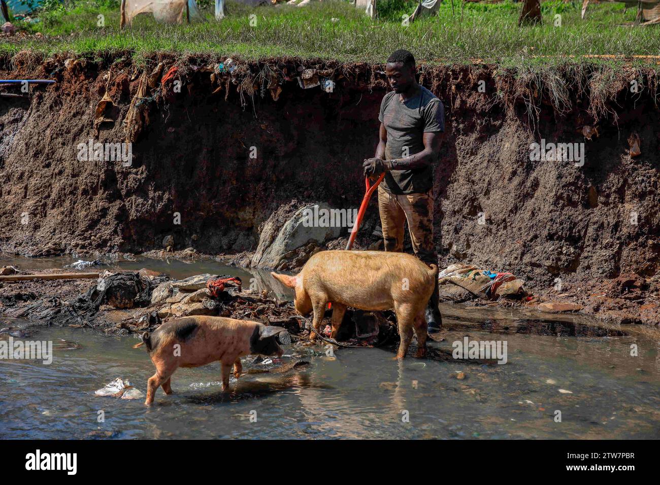 Nairobi, Kenya. 18th Dec, 2023. Pigs walking to a man cleaning a sewer ...
