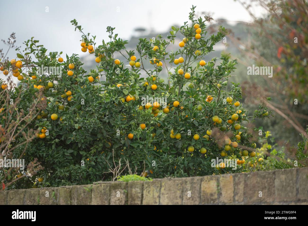 Orange trees in the tourist city of Sorrento in Italy Stock Photo - Alamy
