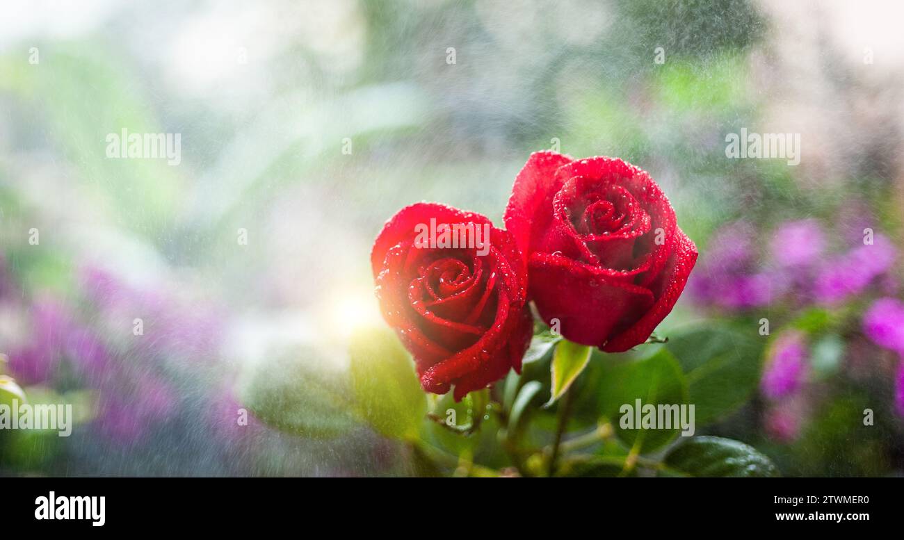 Two red roses nestle together in the rain day Stock Photo - Alamy