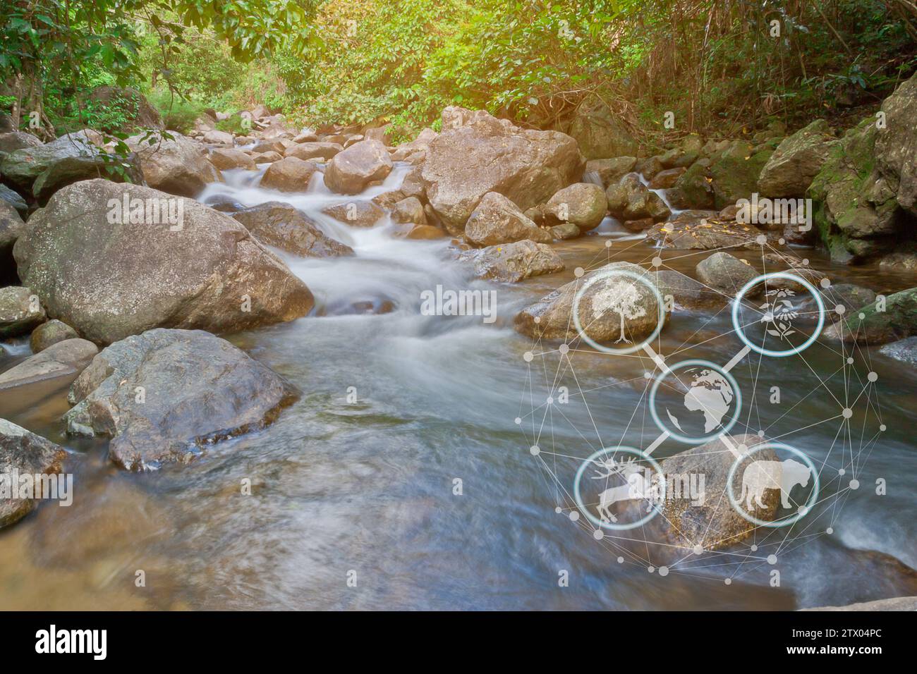 Ecosystem and preserve nature and sustainable concept, Watershed forest ...