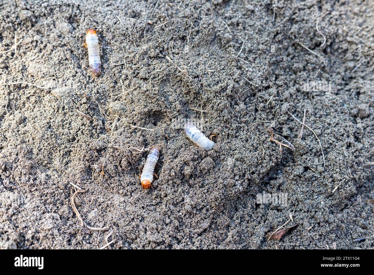 White earth worm redhead crawling in the dirt Stock Photo - Alamy