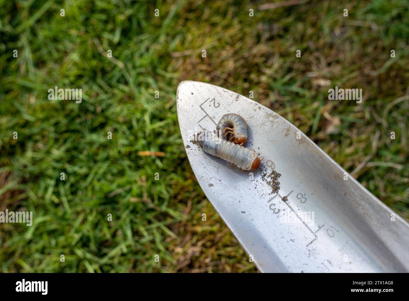 Closeup of white earth worm Stock Photo - Alamy