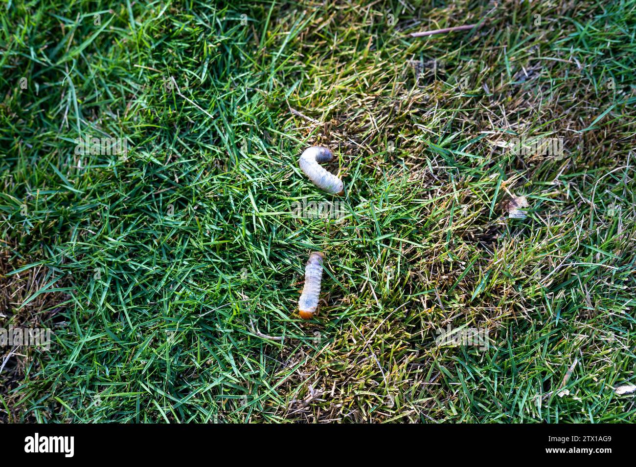 Earthworm in rich soil hi-res stock photography and images - Alamy
