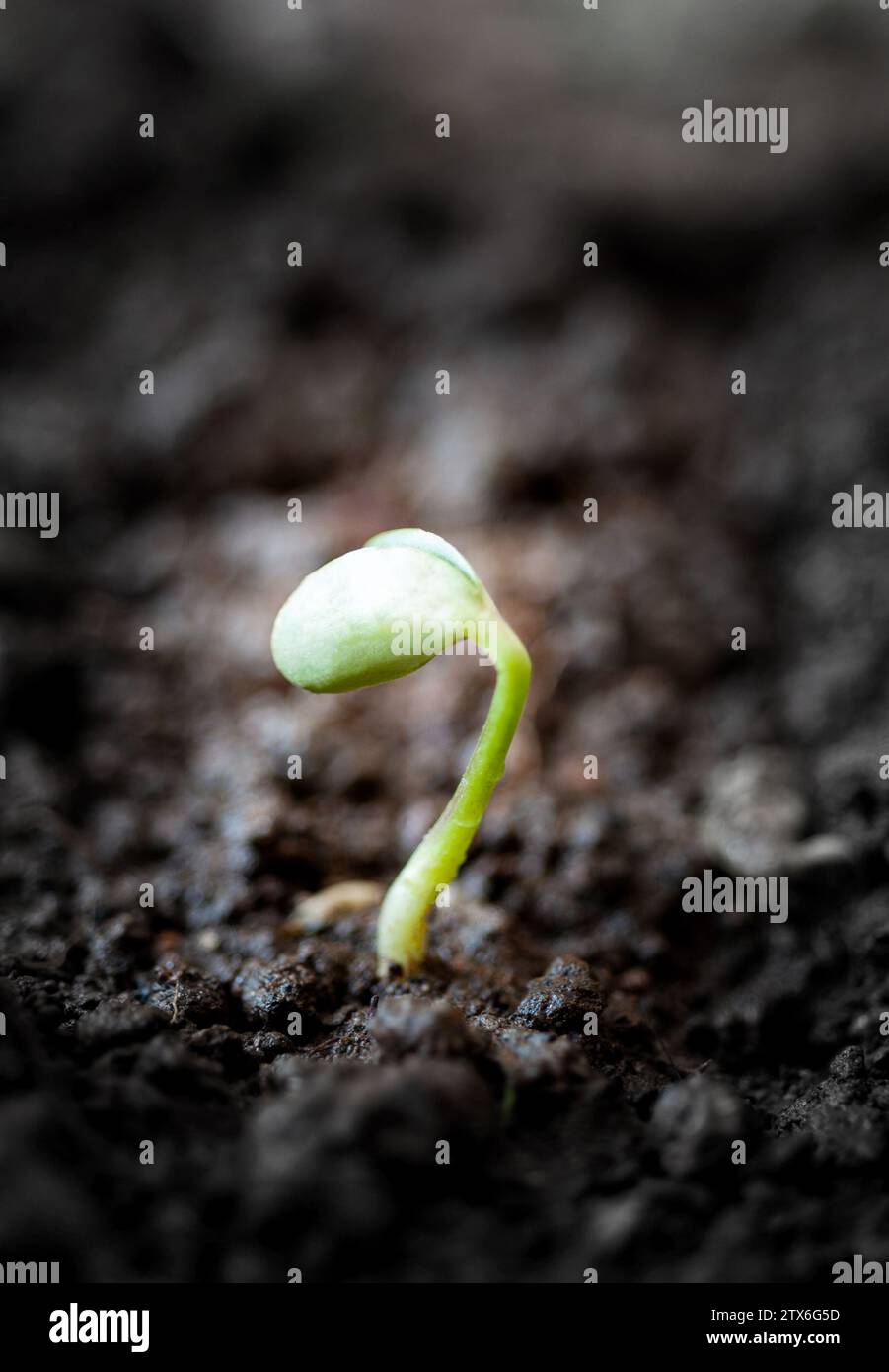Small plant of bean grow from soil Stock Photo - Alamy