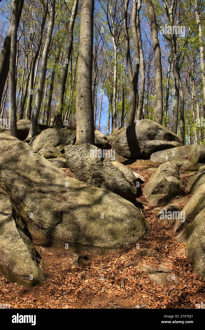 Tree growing around rock hi-res stock photography and images - Alamy