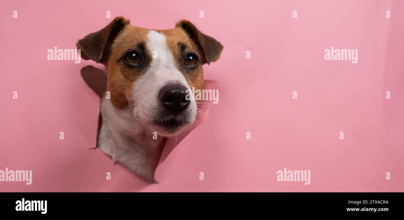 Funny dog jack russell terrier tore pink paper background Stock Photo ...