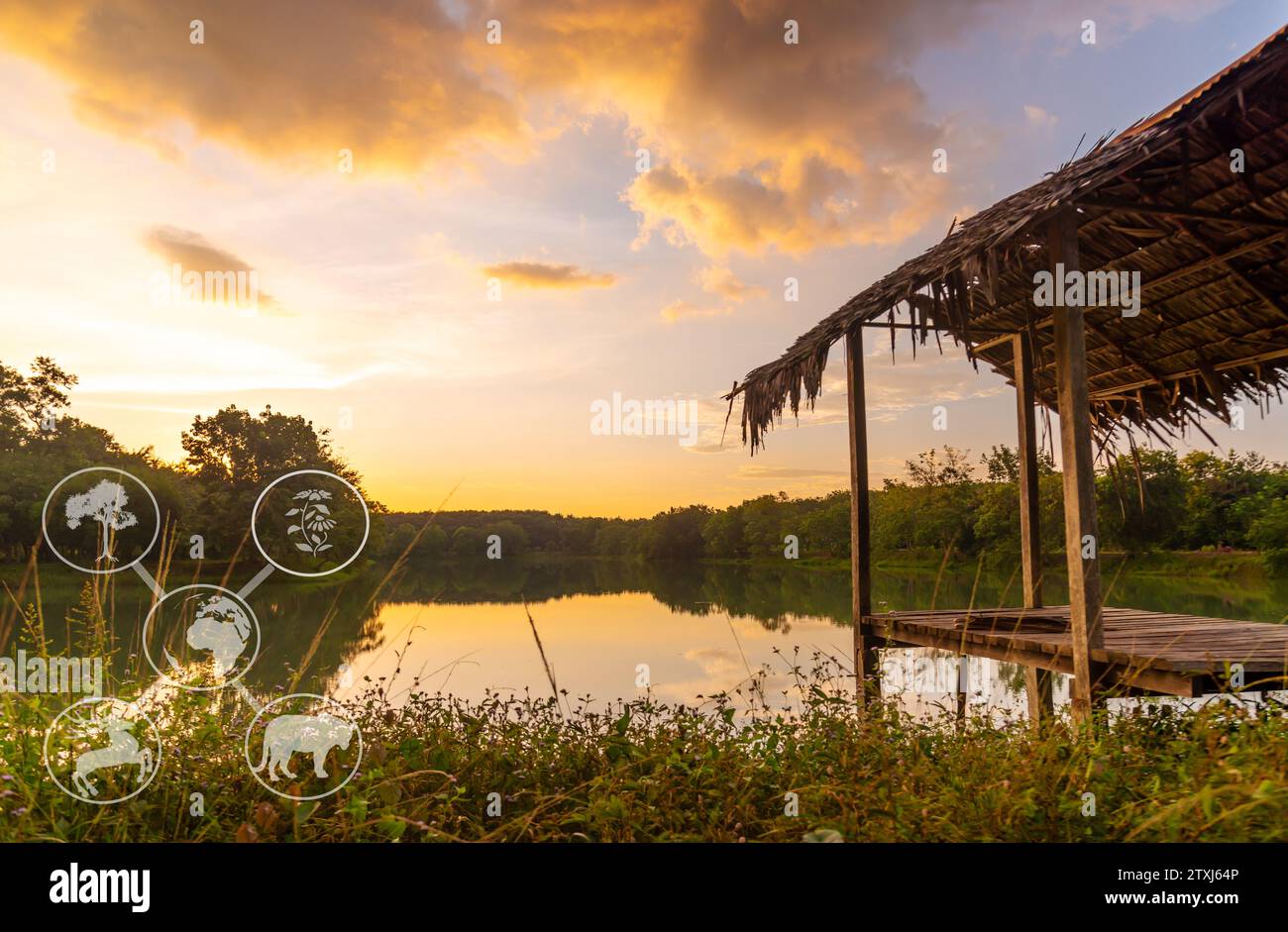 Ecosystem and preserve nature and sustainable concept, Forest travel ...