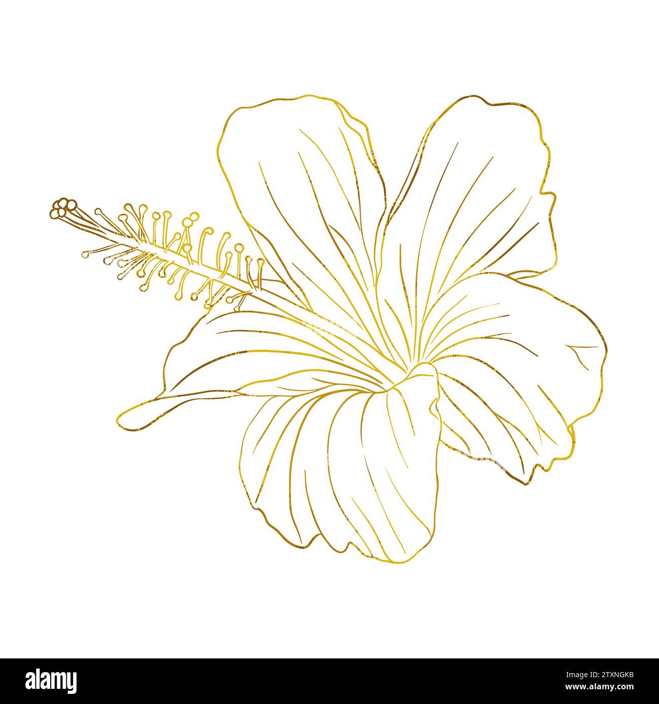 Gold foil tropical hibiscus flower. Chinese rose flower. Hand drawn ...