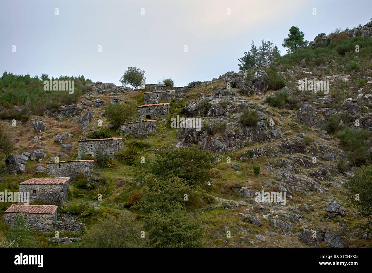 Rosal forest hi-res stock photography and images - Alamy