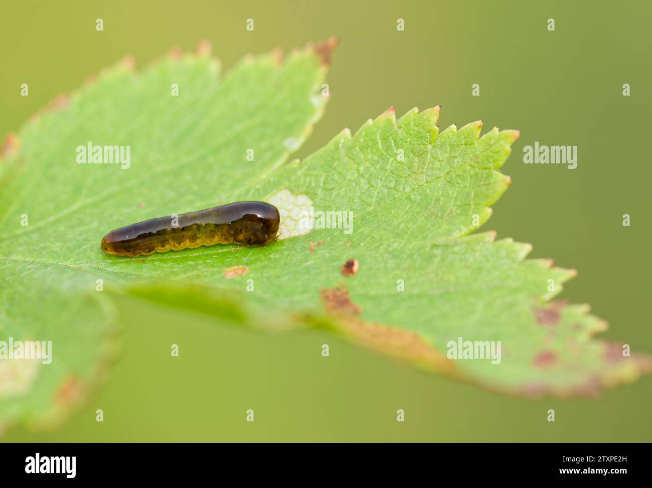 Pear slug larva (Caliroa cerasi Stock Photo - Alamy